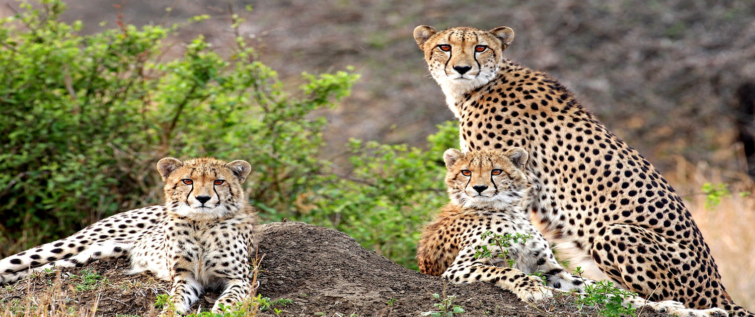 Home [wondersofafrica.co.ke]